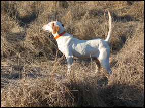 Charlane Plantation - Bird Country Resorts