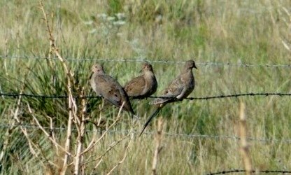 Lonesome Bull Ranch - Bird Country Resorts