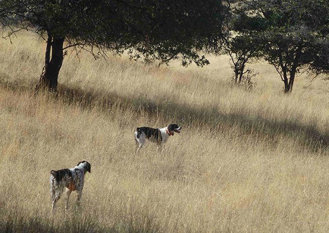 Classic Bird Hunts - Bird Country Resorts