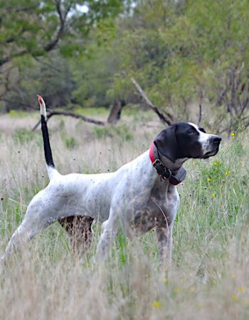 Salt Fork Ranch and Outfitters - Bird Country Resorts