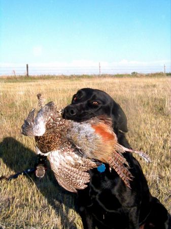 T-Bar Ranch - Bird Country Resorts