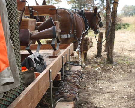 Prairie Wildlife - Bird Country Resorts