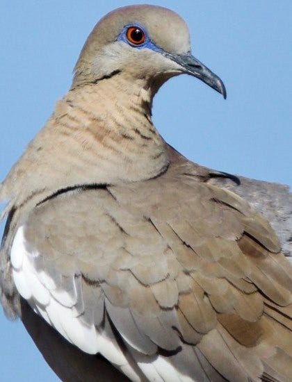 Meet the Upland Game Birds in the U.S. - Bird Country Resorts