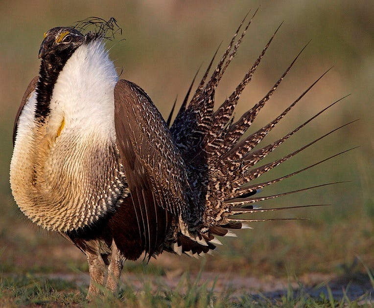 Meet the Upland Game Birds in the U.S. - Bird Country Resorts