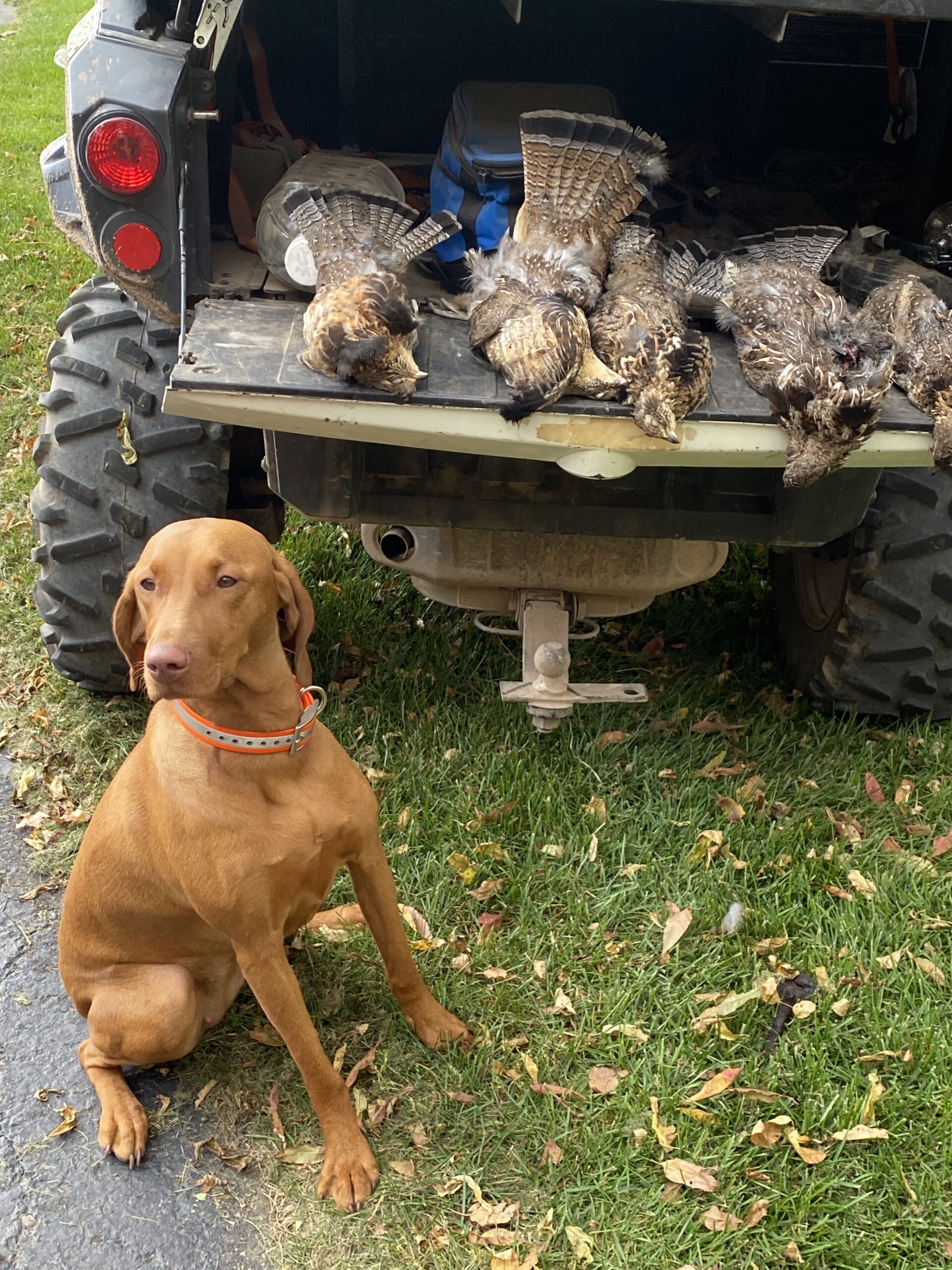 Articles for Traveling Bird Hunters - Bird Country Resorts